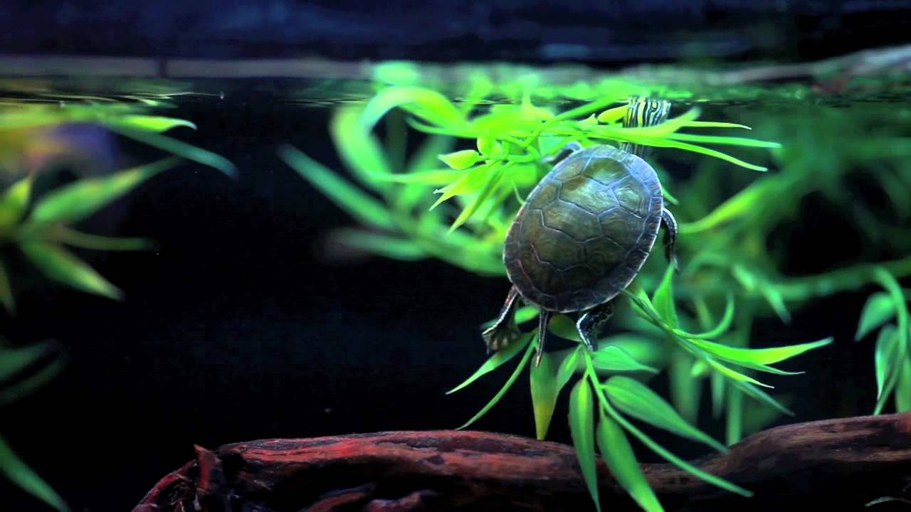 Diamondback Terrapin and Painted Turtle Tanks - YouTube