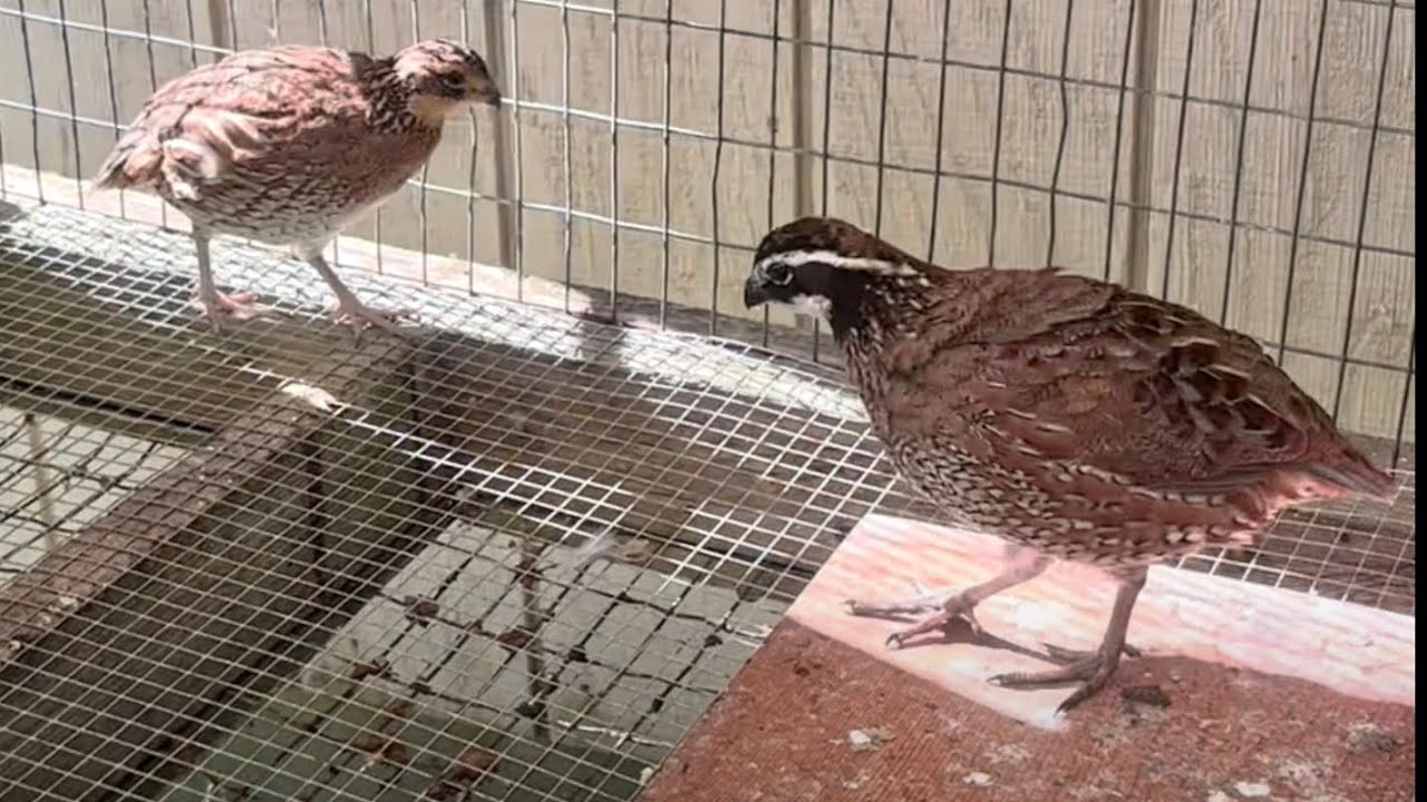 Georgia Giant Bobwhite Quail