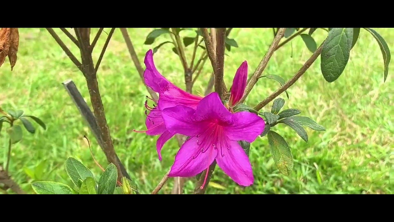 Rocky Mountain Wonders: High-Altitude Flora ️ Spring Garden - YouTube