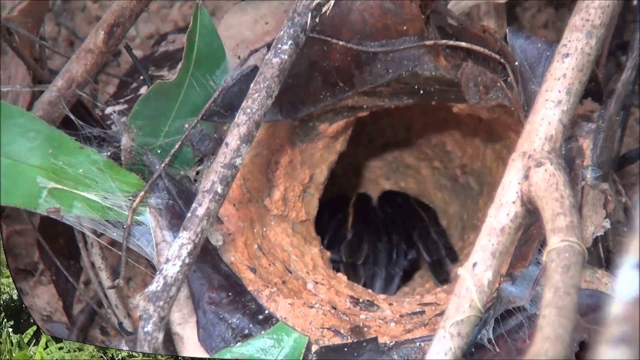 The Thai Golden Fringe Tarantula - Ornithoctonus aureotibialis in ...
