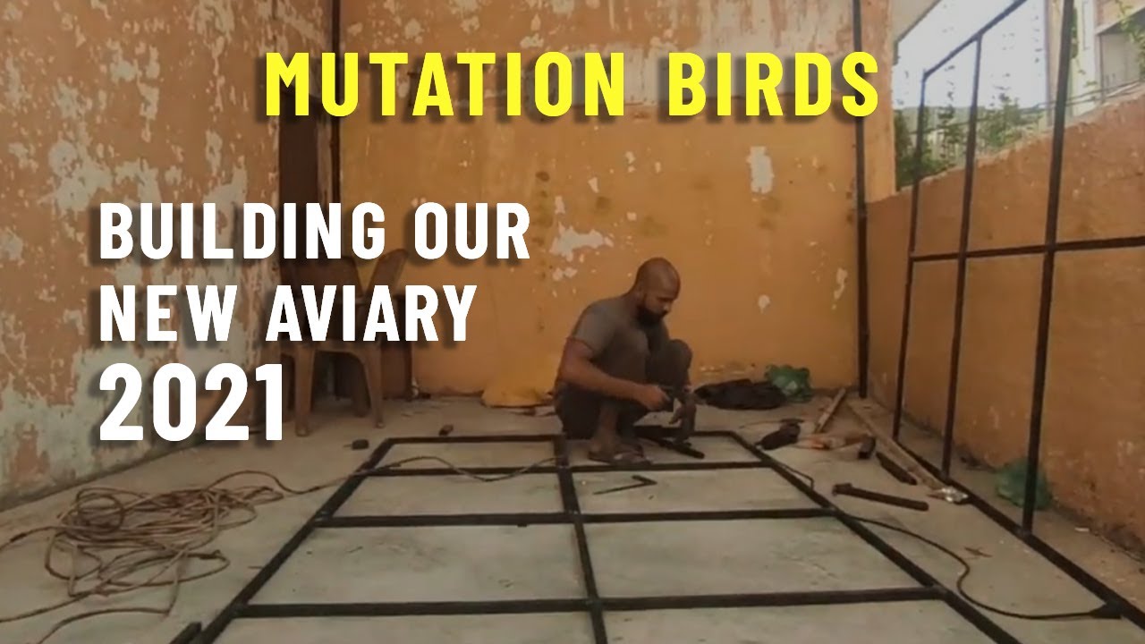 (Building Master Cage) Our New Aviary 2021 - Mutation Birds Setup ...