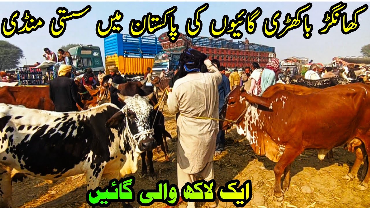 Sahiwal Cholistani Bakhri Cows Price In Pakistan / Luddan Cattle Market ...