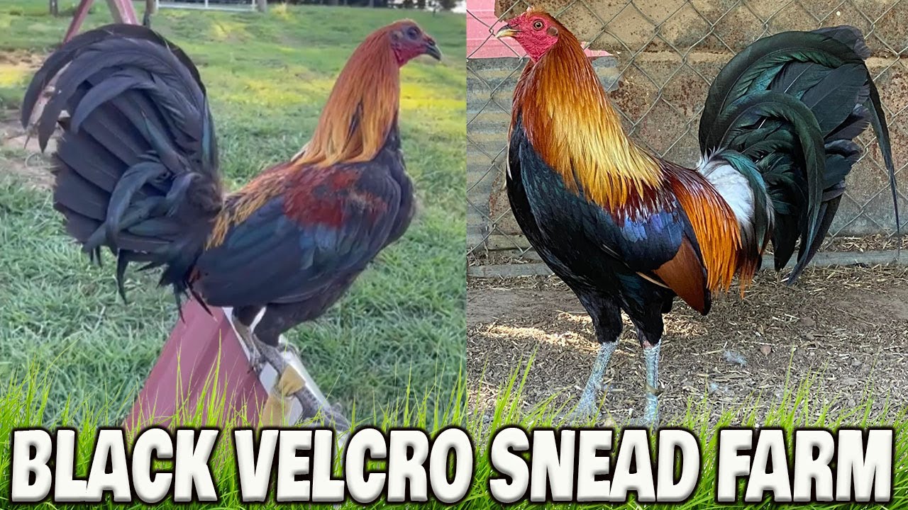 ALABAMA !! Beautiful Black Birds Velcro Snead Farm USA - Farm Visit ...