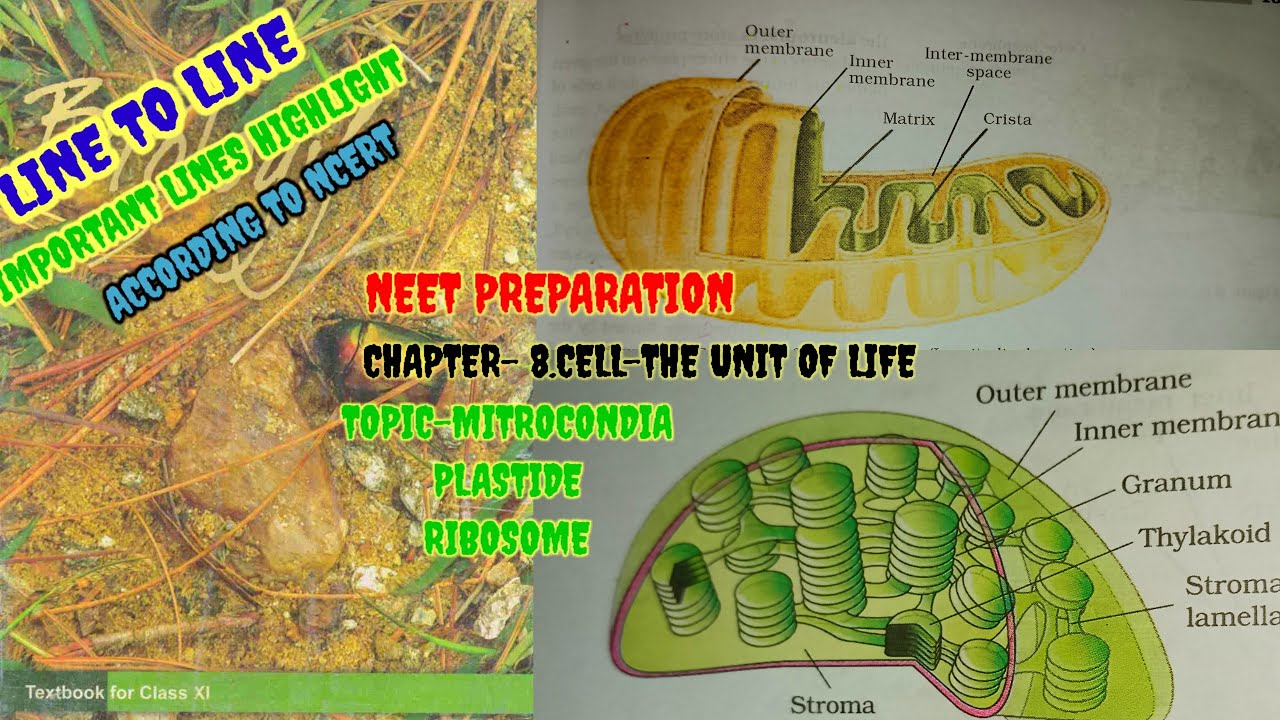 CLASS 11 BIOLOGY CHAPTER 8|CELL-THE UNIT OF LIFE|NEET PREPARATION ...