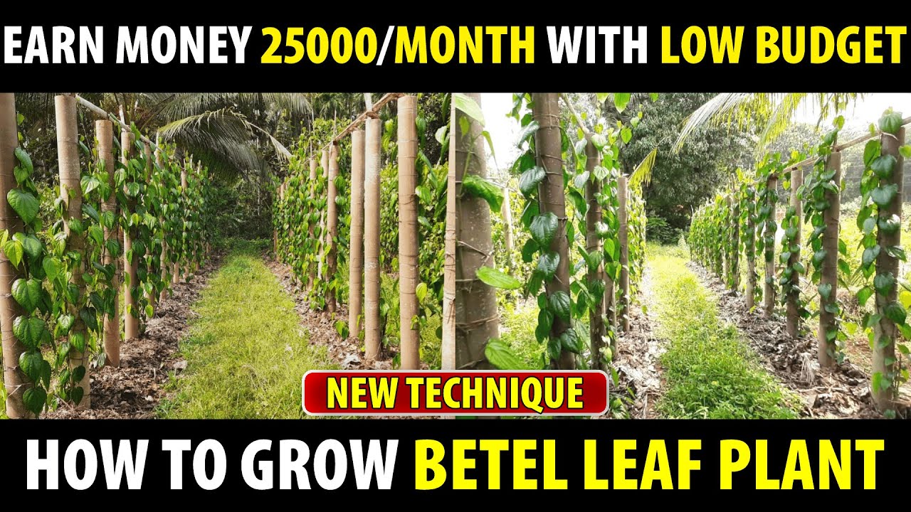 New Way of BETEL Leaf Farming Technique | Betel Leaf Plant How To Grow ...