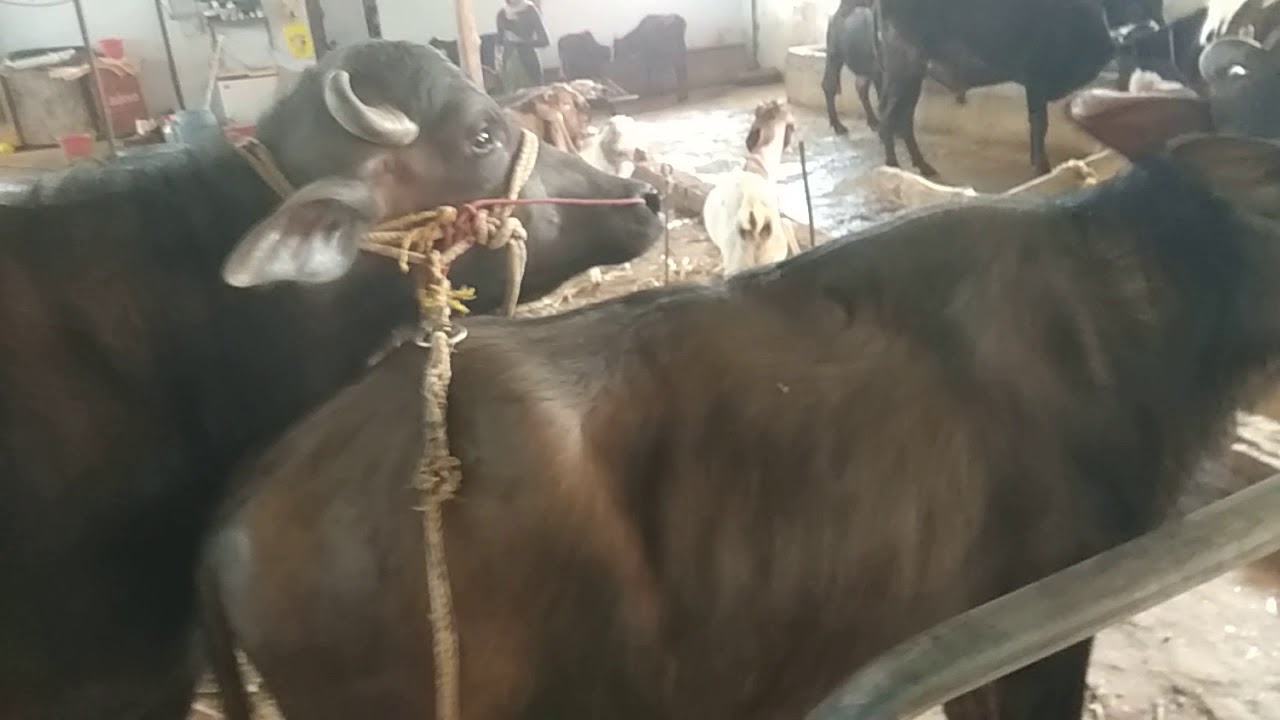 Small Buffalo mating with hldb 09 bull - YouTube
