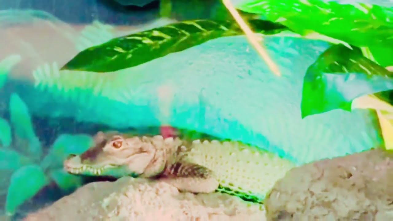 ரொம்ப கோபக்காரோ-தமிழ் kid visited Houston zoo #rattle #snake #funvideo ...