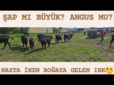 ANGUS IRKININ DAYANINIKLILIĞI #angus #cow #charolais #animals #beefcattle #beef #kars #farming #inek