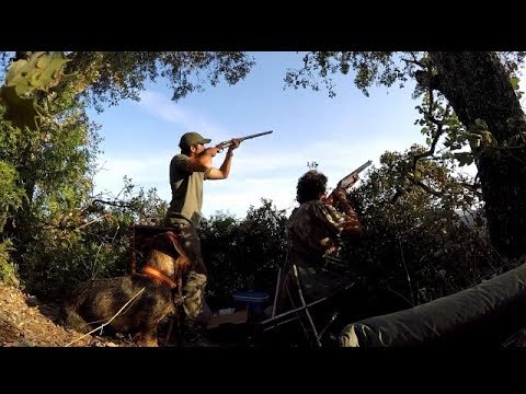 CAZANDO PALOMAS Y TÓRTOLAS - YouTube