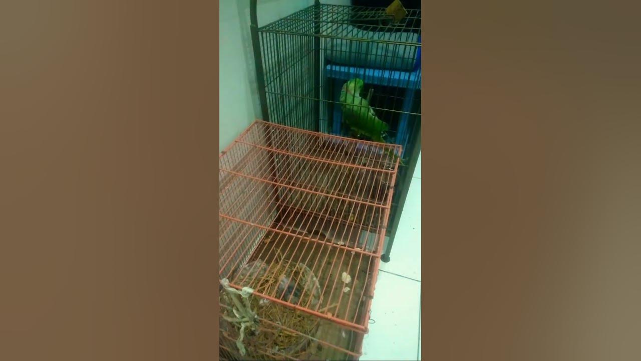 💗#Ajwa official 🏻 parrots talking about video Mithu Mia Mithu 🦜 Mithu eating time 🦜💗 - YouTube