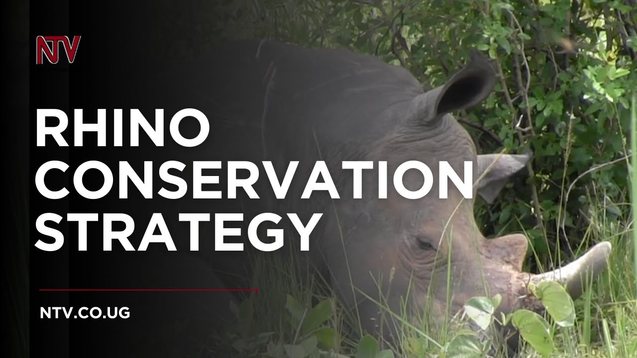 Rhino conservation strategy; gov’t gets boost on UGX 40 billion goal ...
