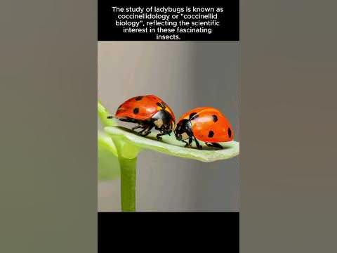 Tiny Giants: Exploring Fascinating Ladybug Facts #shorts #ladybug - YouTube