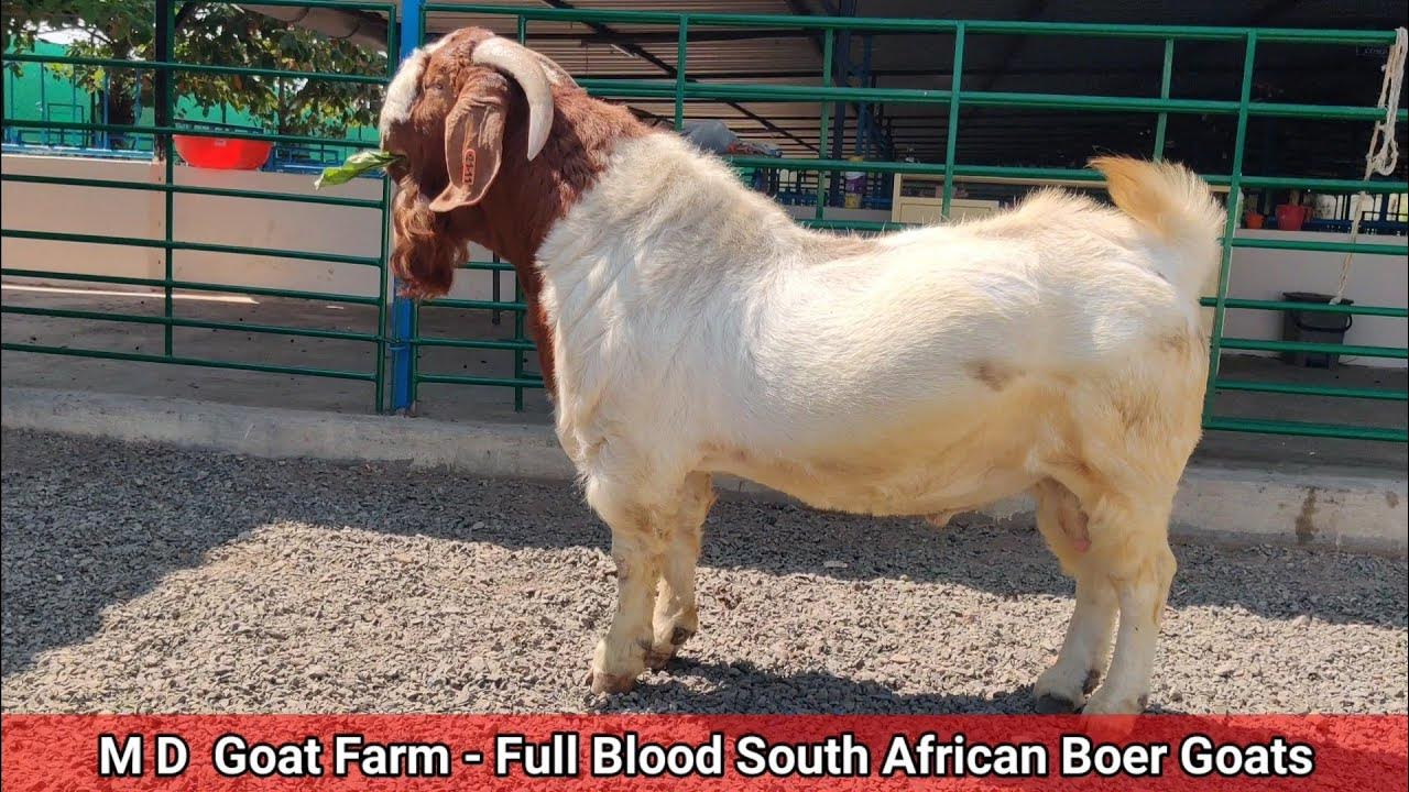 MD Boer Goat Farm. 100% Full Blood South African Boer Goats. Biggest Boer Goats in India. - YouTube