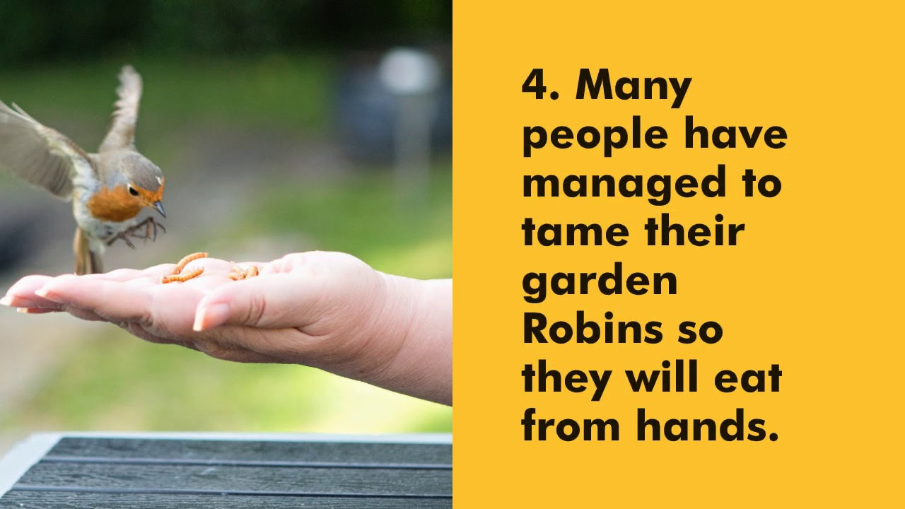 7 Facts About Robins - YouTube