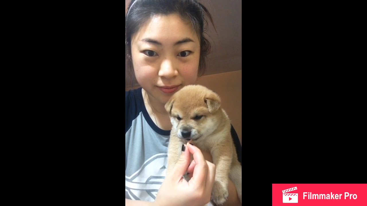 Shiba inu eats real food for the first time - YouTube