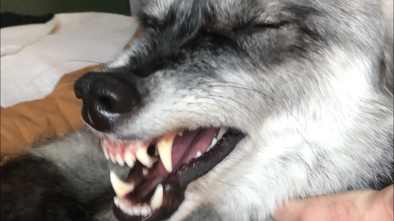 WOLF PACK HOWL!!! - YouTube