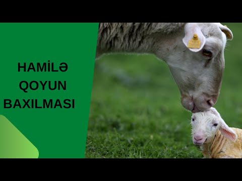 HAMİLE QOYUN NECƏ YEMLƏNDİRMƏLİDİR