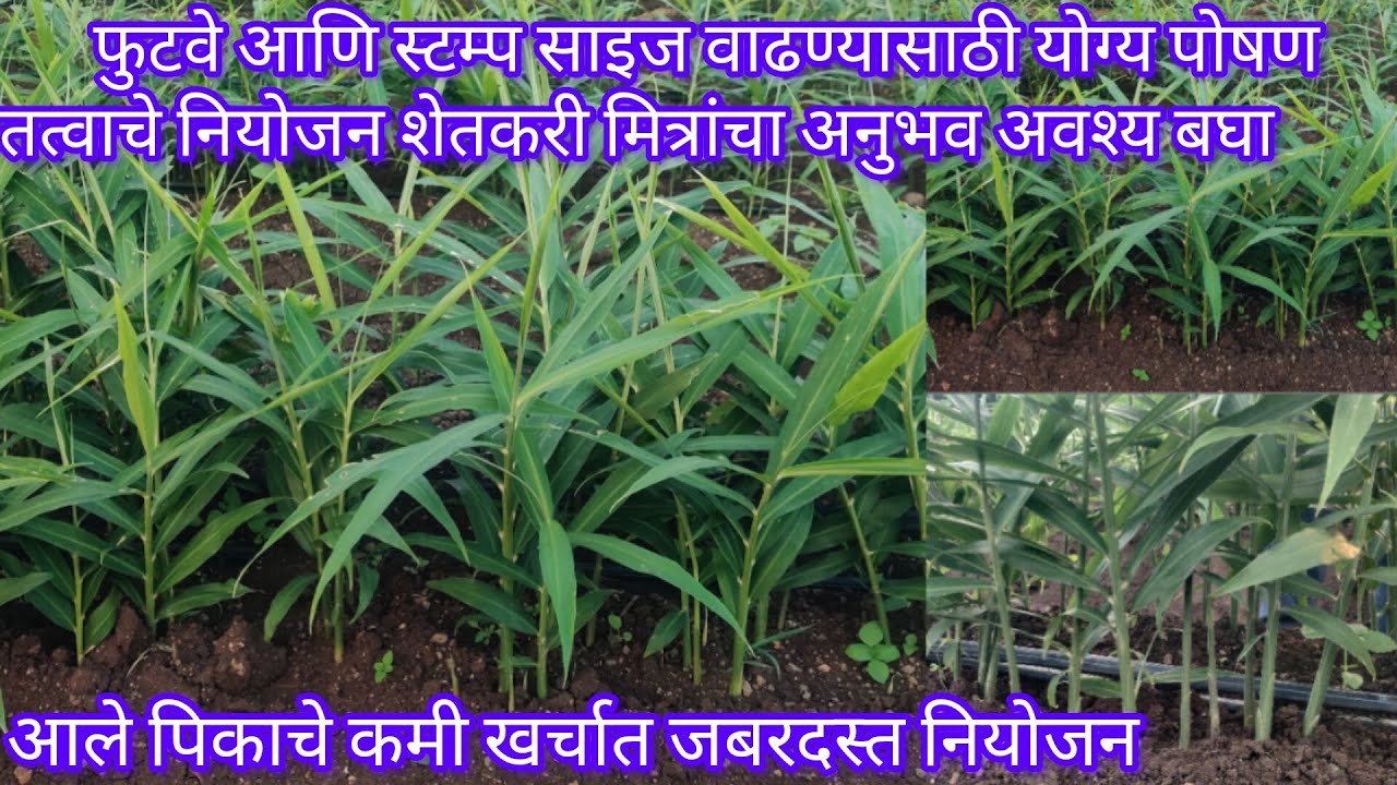 अद्रक पिकाचे कमी खर्चात फुटवे येण्यासाठी चे नियोजन. #adrak #aale #अद्रक ...