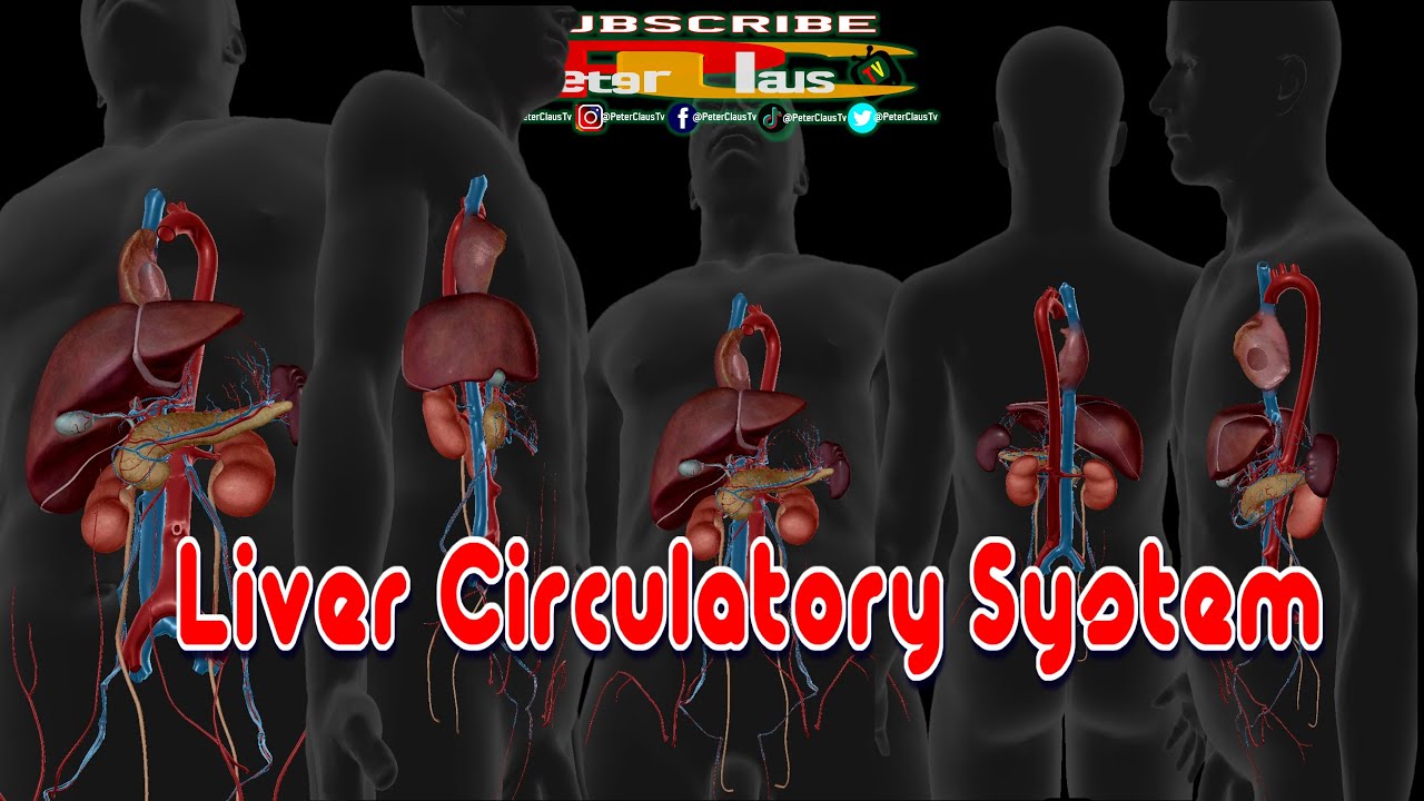 LIVER CIRCULATORY SYSTEM - YouTube