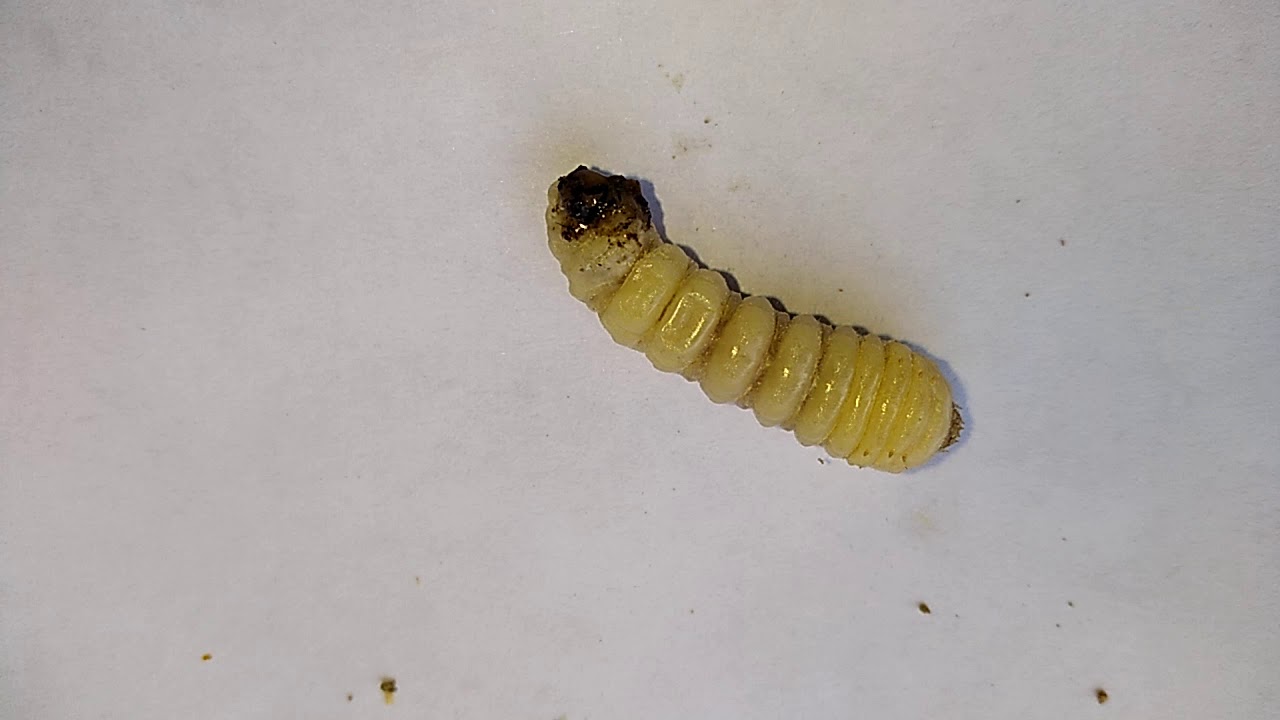 Huhu beetle larva (Maggot,कीड़ा)is trying to crawl - YouTube