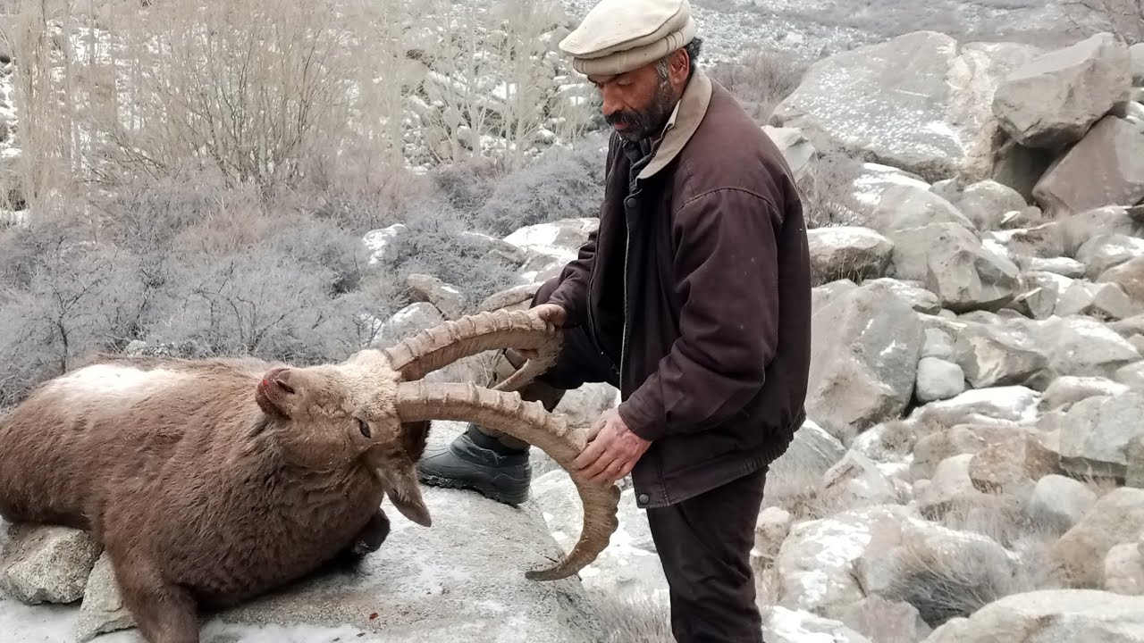Ibex Hunting | Best Place For Hunt Search For World Record |#markhor # ...