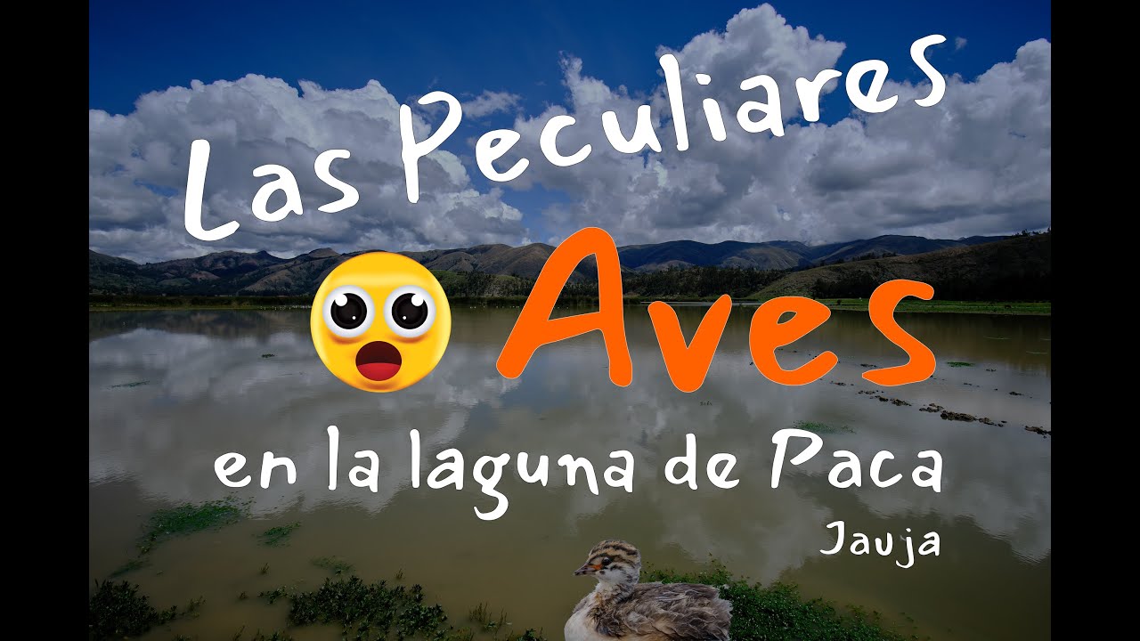 Las peculiares aves de la laguna de Paca - YouTube