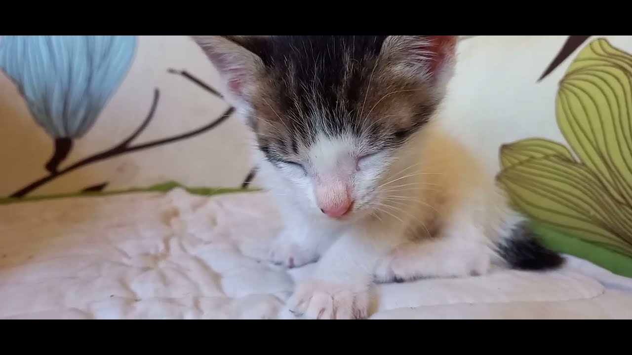 Cute Puspin Kitten Sleep Well - YouTube