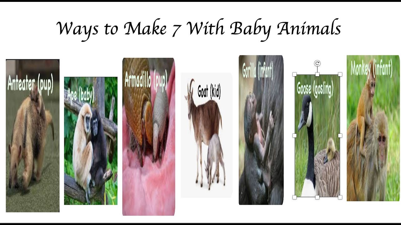 Fun With Numbers by Adding Ways to Make 7 With Baby Animals #1 - YouTube