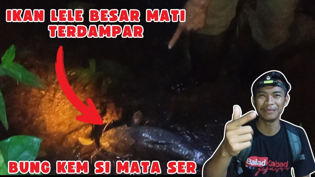 TANGKAPAN IKAN MALAM INI DAPAT BANYAK DAN MENEMUKAN IKAN LELE BESAR ...