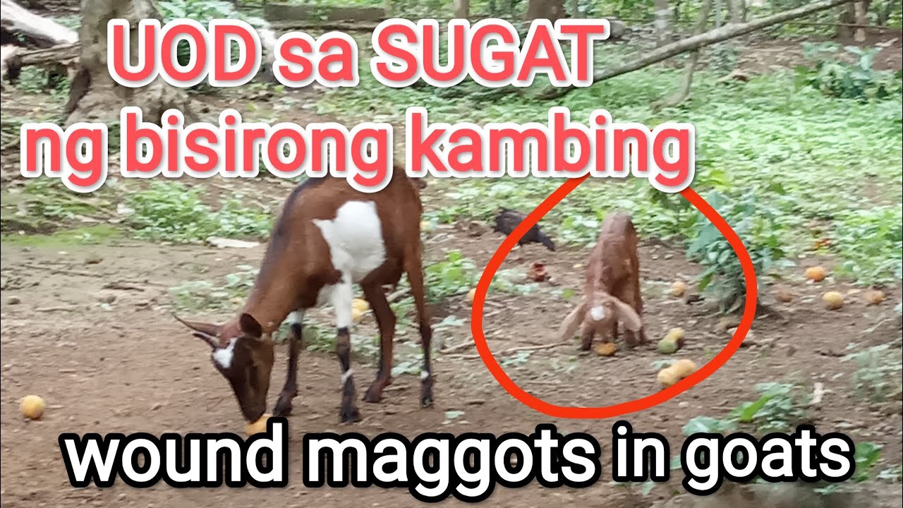 Inuuod ang sugat ng bisirong kambing. Maggots in goats wound - YouTube