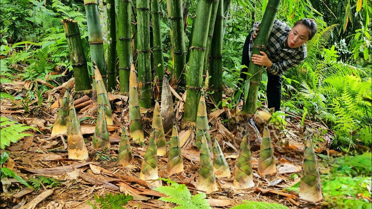 harvest bamboo shoots to sell at market - gardening and growing sweet ...