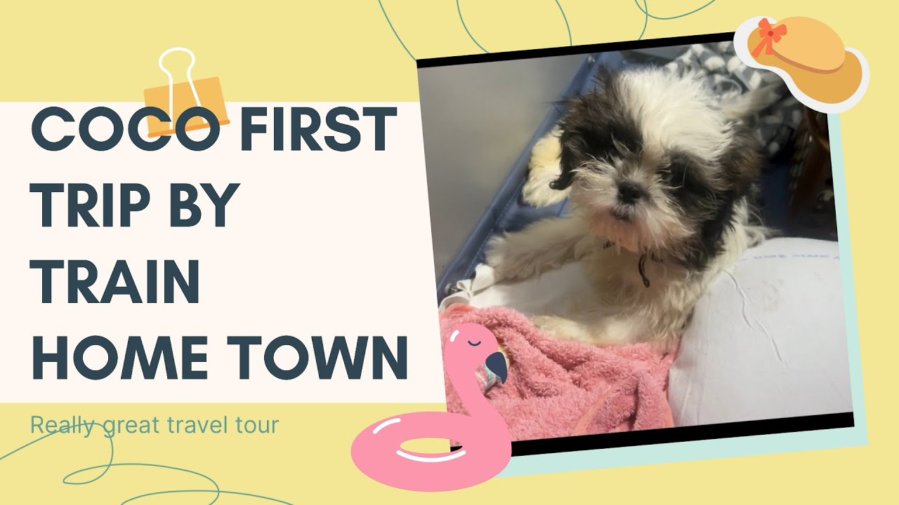 🐶Coco first train ride🚂 || Jammu Home Town 🏡|| #youtubevideo #trending ...