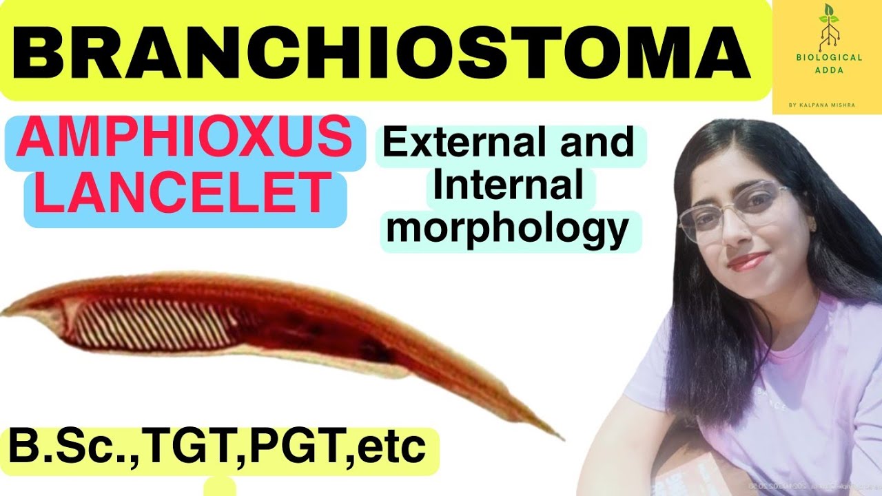 Branchiostoma || Amphioxus || lancelet - YouTube