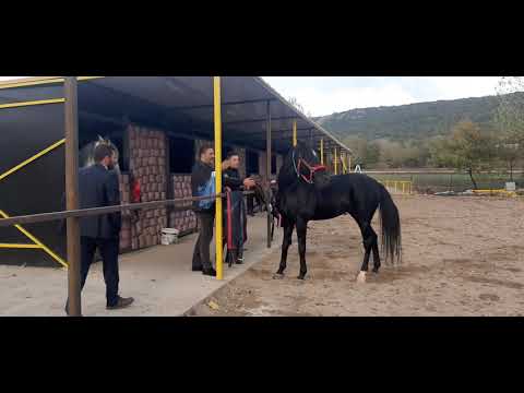 Arap Atı Cebelitarık ( brüks)