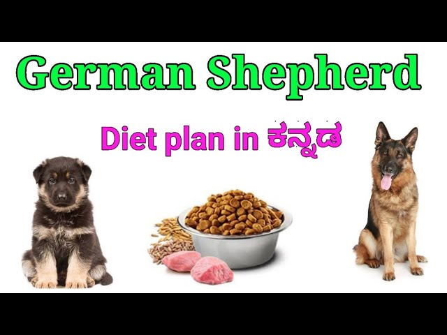 German Shepherd Diet Chart In Telugu Youtube Golden Retriever