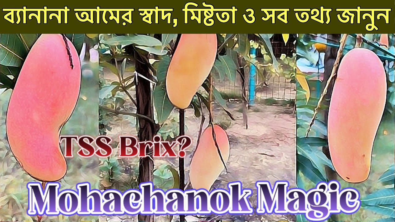 ব্যানানা আমের স্বাদ,মিষ্টতার বিস্ময়🔥Banana Mango TSS Brix? - YouTube