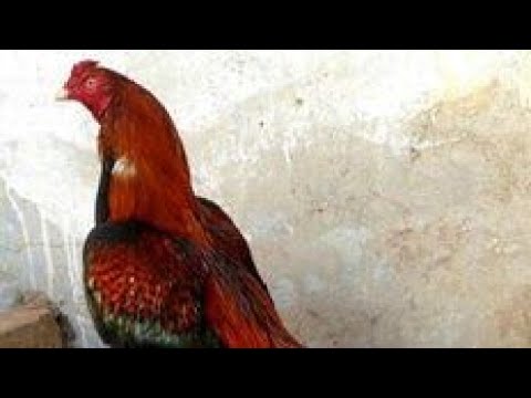 Aseel murga video. Murga king of ring pakistani lal Aseel murga # ...