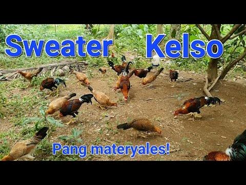 5k Sweater From Red Gamefarm - YouTube