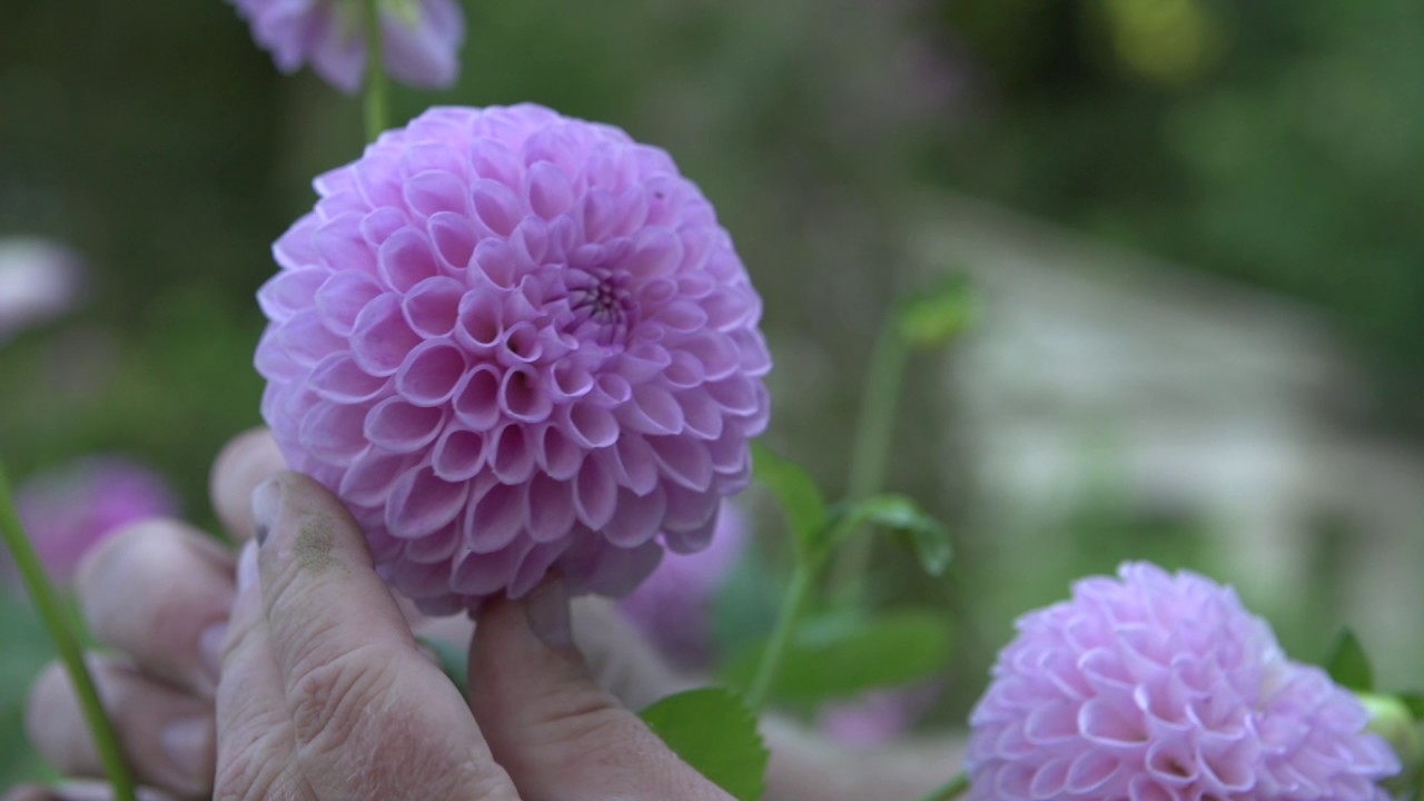 Claus Dalby - Dahlia 'Willowfield' - YouTube