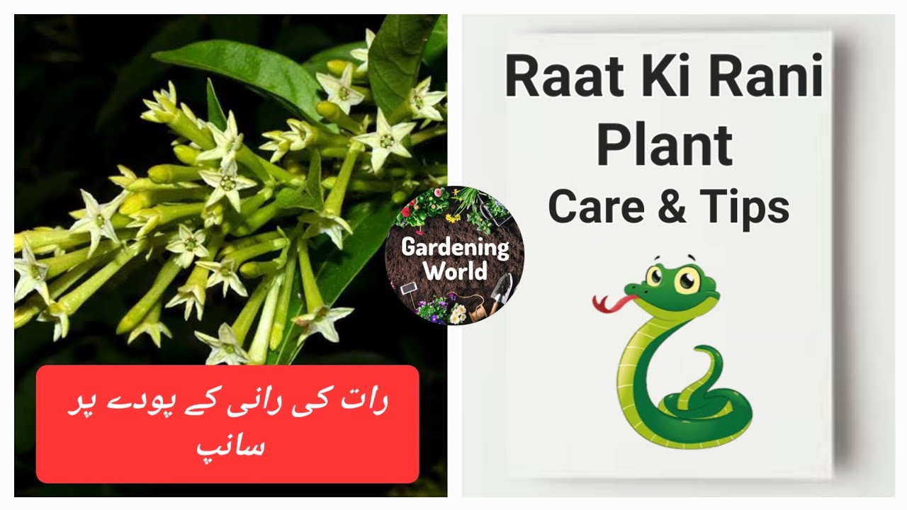 Raat Ki Rani Plant. Care & Tips. Snake On Raat Ki Rani Plants? - YouTube