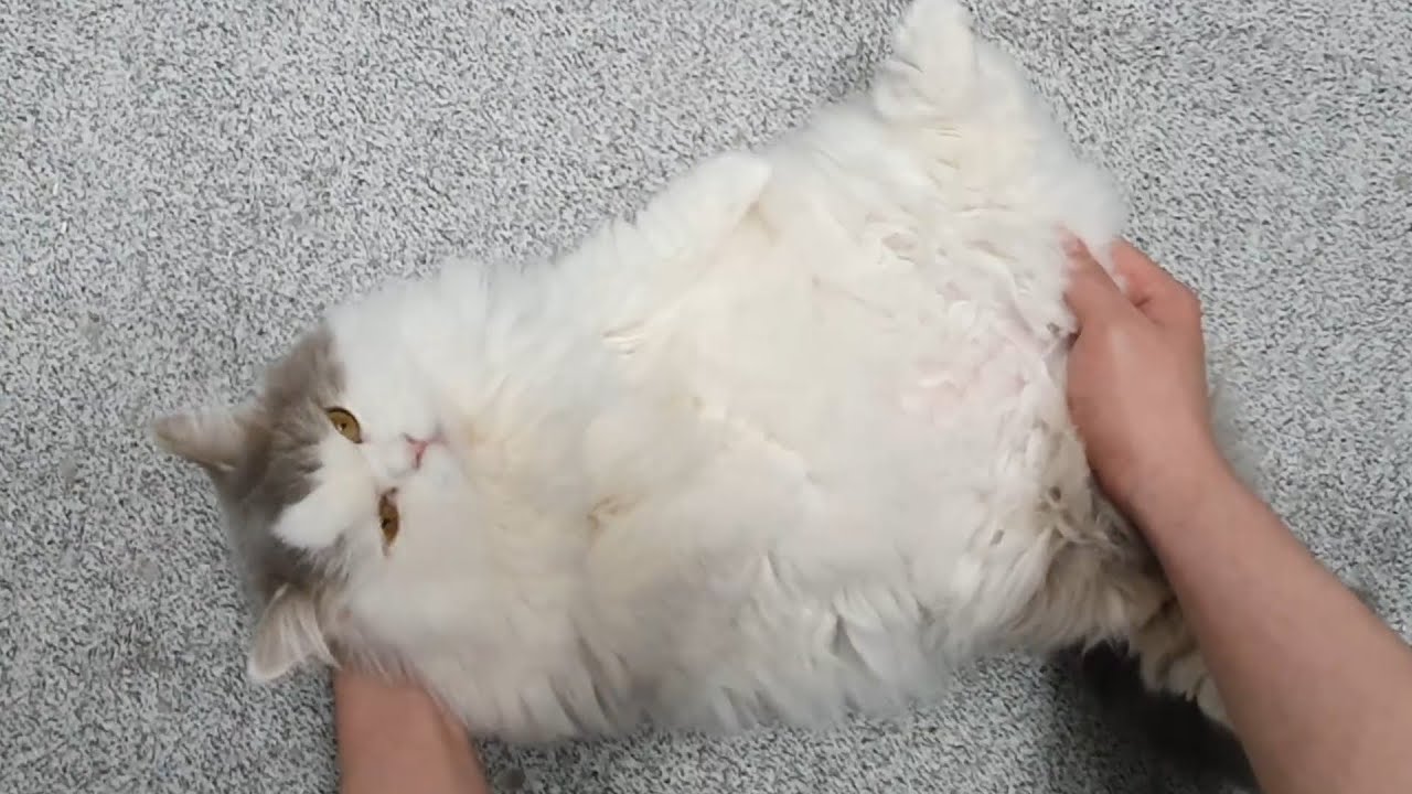 Cats float freely on the floor and receive guidance from their owners ...