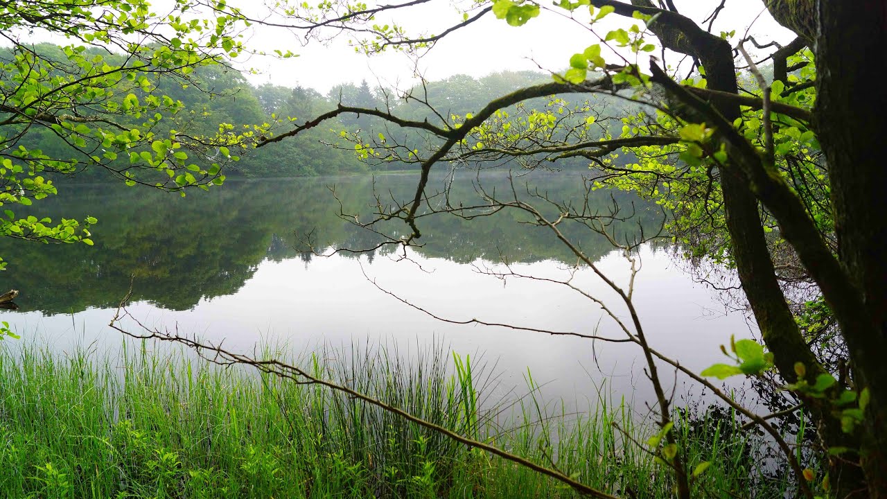 Fish in Isolated Forest Lake?/ Fishing expedition – Denmark - YouTube