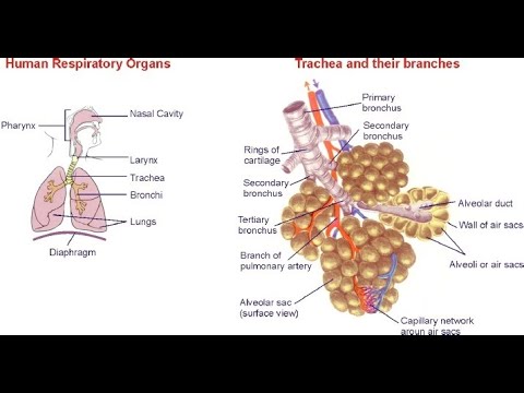 Rate of Breathing | BIOLOGY | Class 10 | Life process | @MCI | NCERT ...