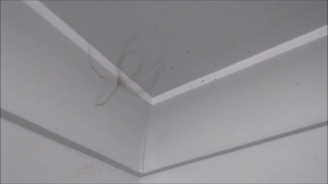 Dancing Daddy Long Legs - YouTube