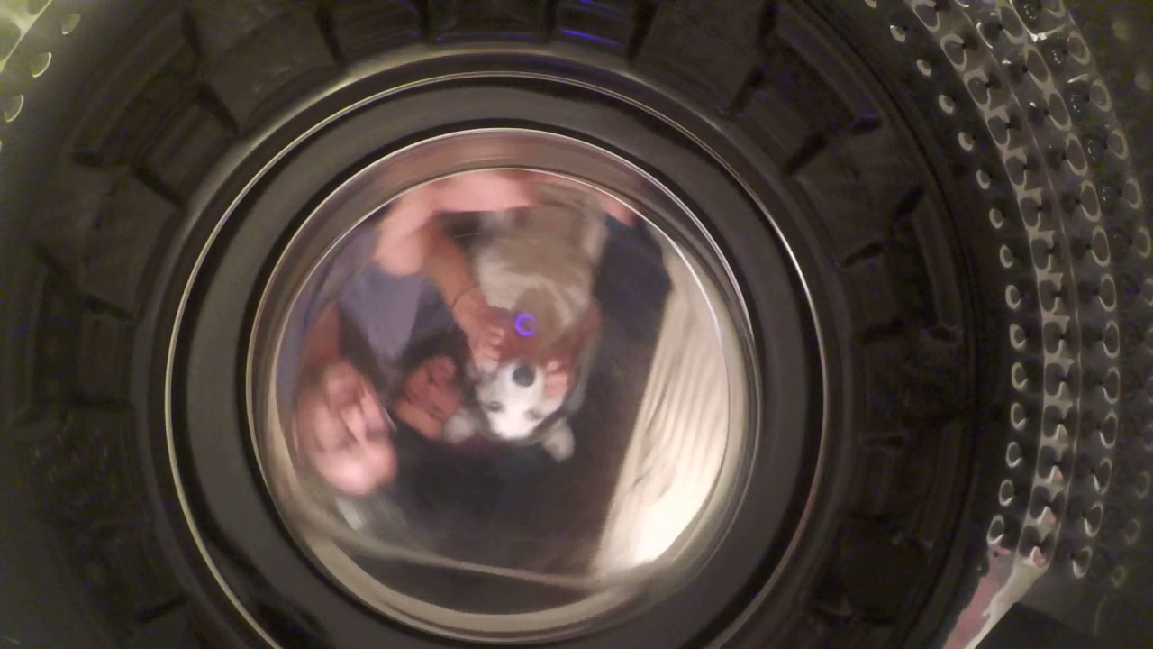 Gopro in washing machine and a husky - YouTube