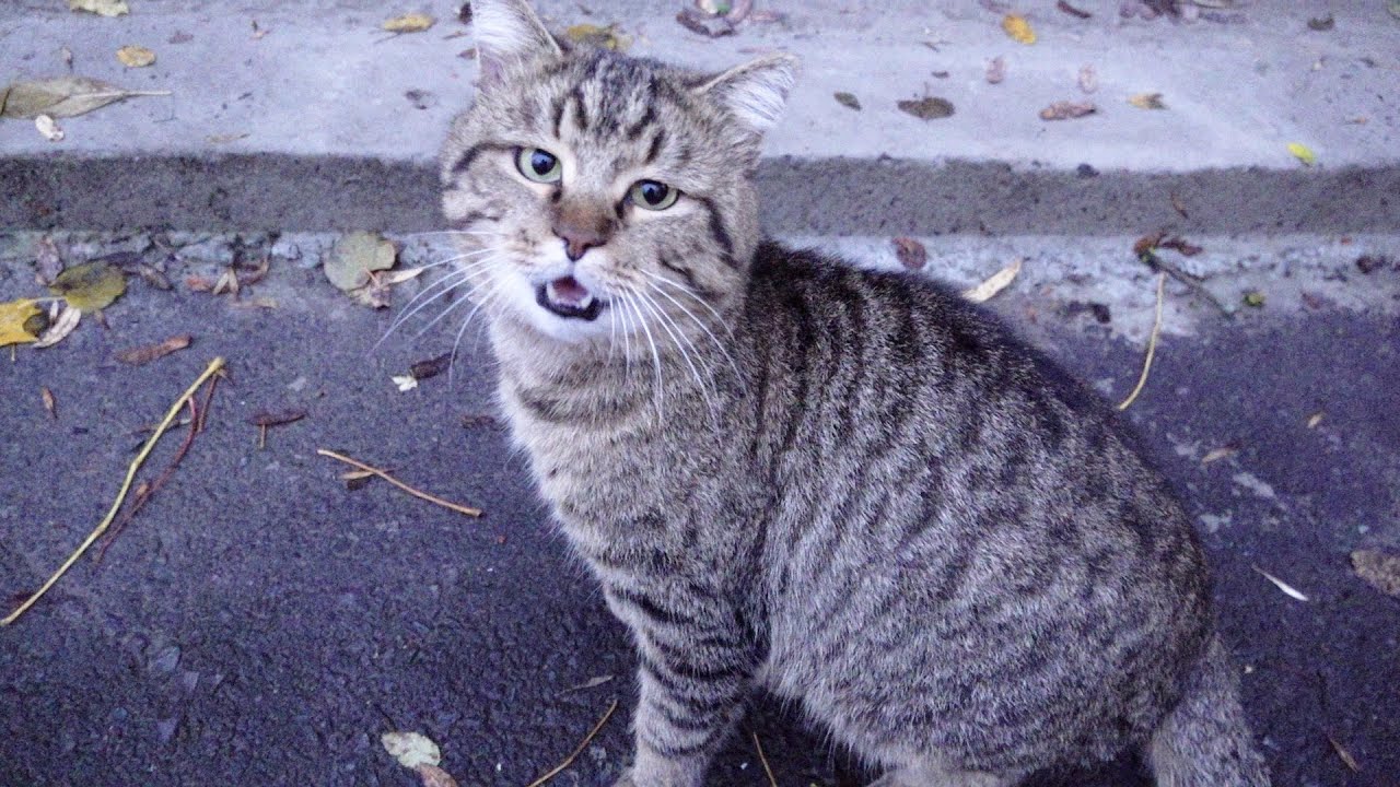 Old boy cat meowing or crying - YouTube