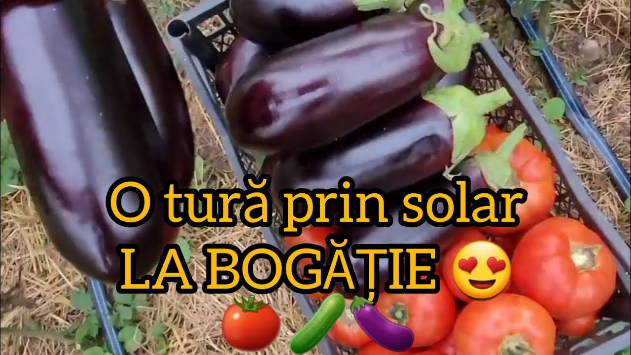 O tură prin solarul cu legume STROPITE doar cu Lapte, Apă și Ulei de ...