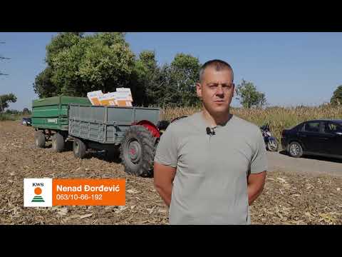 Ogled KWS kukuruza - žetva | Šalinac, Smederevo
