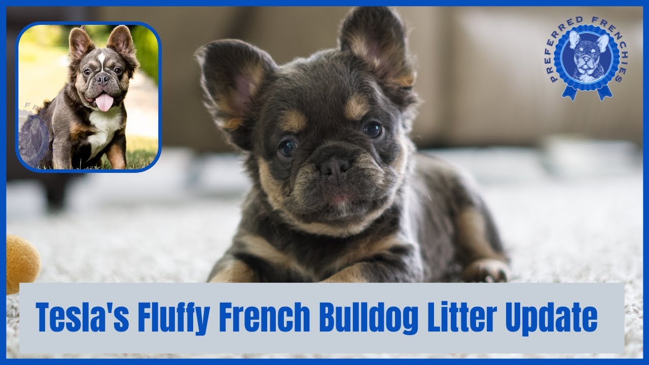 Tesla's Fluffy French bulldog Litter Update - YouTube
