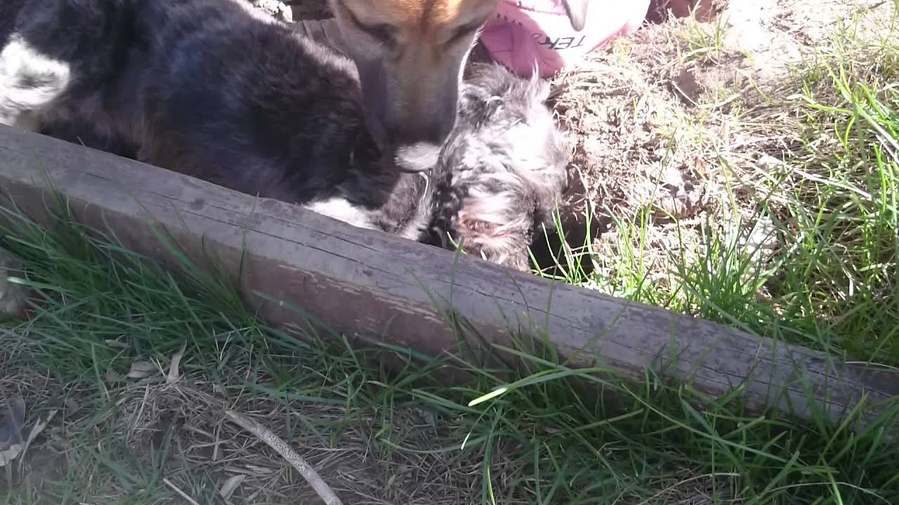 Minion digging - YouTube